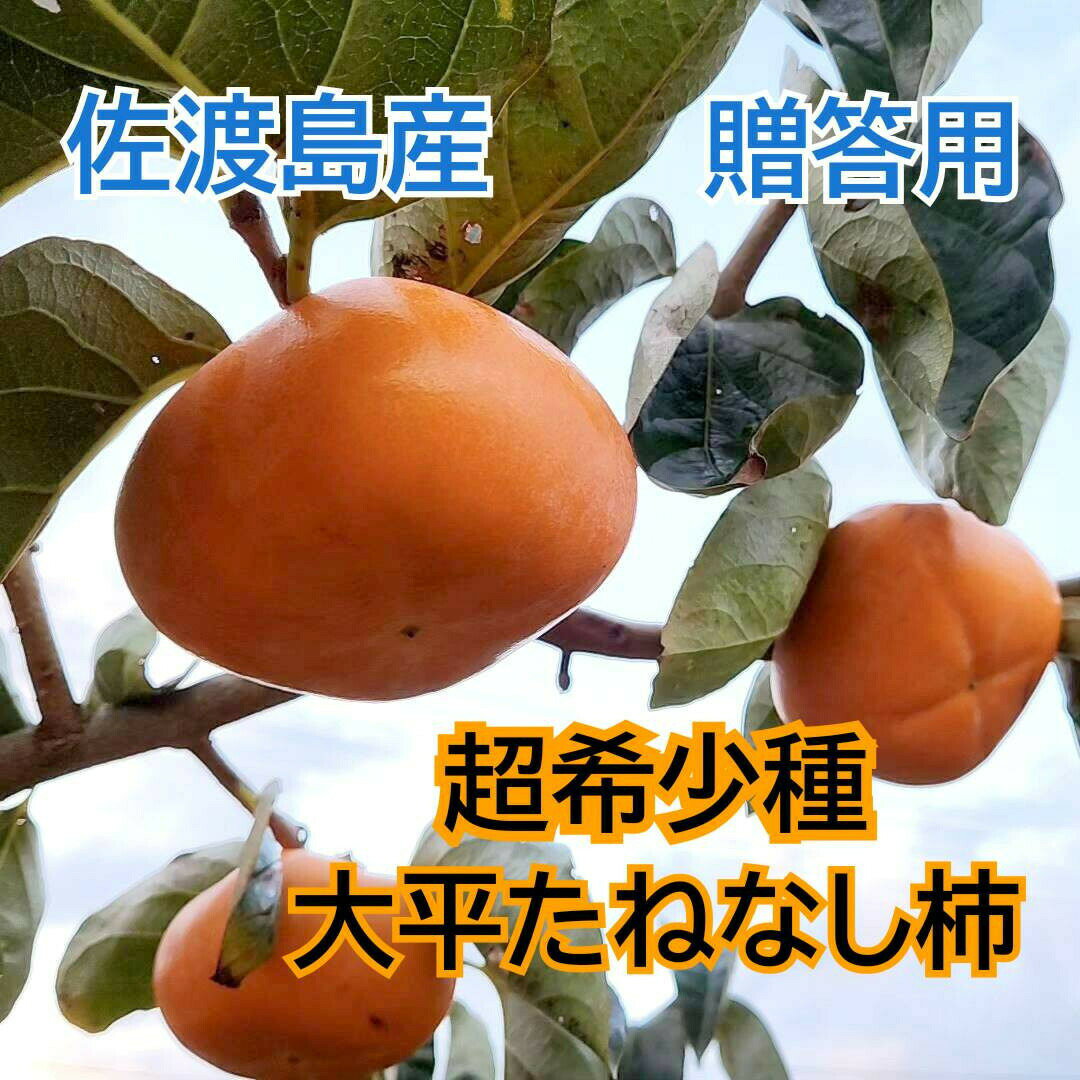 返礼品の内容について 返礼品名 【2026年11月以降発送】佐渡島の希少柿　大平たねなし柿6個　贈答用 返礼品について 品種名は大平たねなし柿という重さ約500gのとても大きく希少な柿です。木になっている状態から脱渋しております。通常の平た...