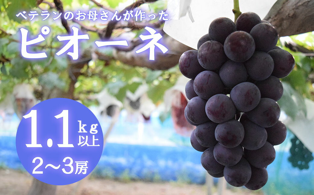 《商品の説明》 ピオーネという品種の大粒の黒ぶどうです。糖度が高いためとても甘く、芳醇で程よい酸味のあるとても美味しいぶどうです。 厳冬期に丁寧に剪定作業を行うなど、日々手塩に掛けて育てました。 ぶどうをさっと洗い、冷蔵庫に冷やしてからお召...