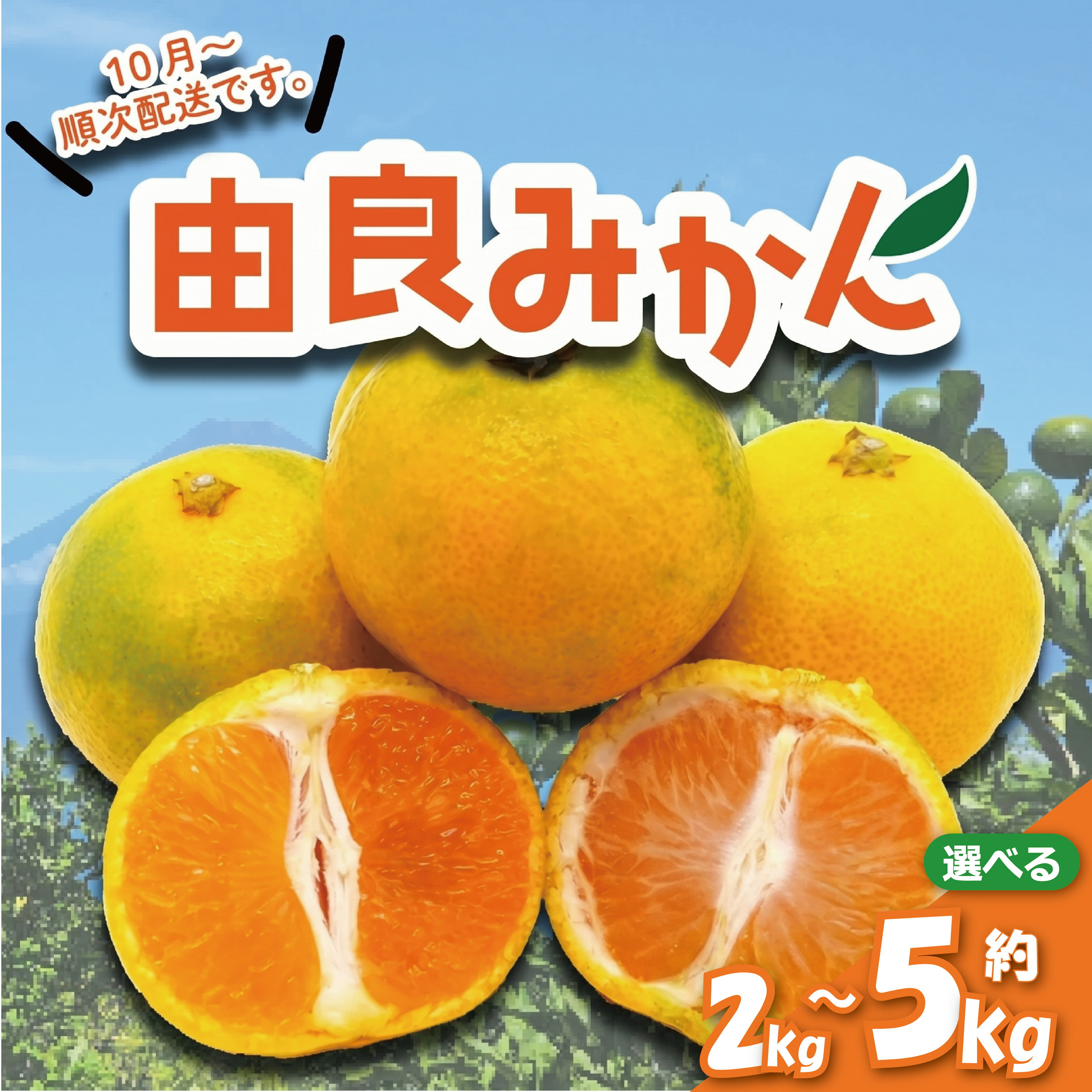 商品説明内容量由良みかん 選べる約2kg～5kg※サイズが混合しております。※サイズはお選びいただけません。消費期限お届けより5日程度※なるべく早めにお召し上がりください。 【保存方法】常温届きましたら、箱から出して常温で風通しの良い冷暗所...