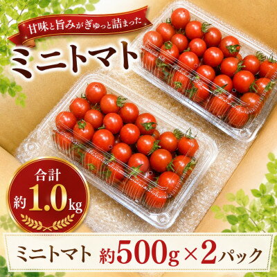 名称 ミニトマト約1kg 保存方法 冷蔵 発送時期 2026/06/01～2026/06/30 提供元 とまとの森農園 配達外のエリア 離島 お礼品の特徴 愛知県半田市の「とまとの森 農園」で栽培されたミニトマト約1kg(約500g×2パッ...