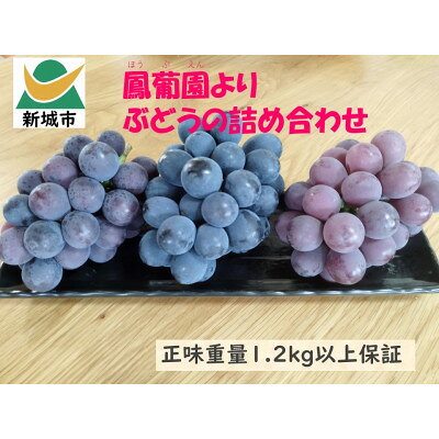 名称 ぶどう【8月中旬以降発送】1.2kg以上 保存方法 冷蔵 発送時期 2026-08-21～2026-09-11 提供元 鳳葡園 配達外のエリア 離島 お礼品の特徴 ●保管方法について 到着後は冷蔵庫に保管して、お早めにお召し上がりくだ...