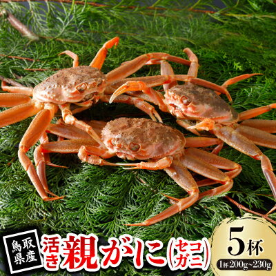 名称 【先行予約】鳥取県産 活 親がに(セコガニ)200～230g×5杯 2026年11月発送 保存方法 冷蔵 発送時期 2026-11-01から順次発送 ※2026-11-01以降のお申し込みは1週間程度で順次発送予定 提供元 株式会社中...