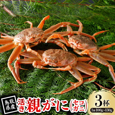 名称 【先行予約】鳥取県産 活 親がに(セコガニ)100～130g×3杯 2026年11月発送 保存方法 冷蔵 発送時期 2026-11-01から順次発送 ※2026-11-01以降のお申し込みは1週間程度で順次発送予定 提供元 株式会社中...