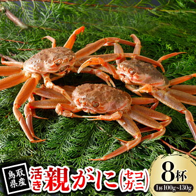 名称 【先行予約】鳥取県産 活 親がに(セコガニ)100～130g×8杯 2026年11月発送 保存方法 冷蔵 発送時期 2026-11-01から順次発送 ※2026-11-01以降のお申し込みは1週間程度で順次発送予定 提供元 株式会社中...
