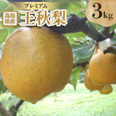 名称 プレミアム王秋梨　3kg 保存方法 常温 発送時期 2026/10/21～2026/12/27 提供元 高間商店　本社（伯耆町） 配達外のエリア 離島、北海道、沖縄県 お礼品の特徴 香りがよく、甘くて人気の王秋梨から糖度が13度前後の...