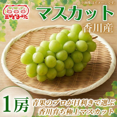 名称 【芳醇な甘み】香川産大粒マスカットを贅沢に楽しむ マスカット 1房 保存方法 冷蔵 発送時期 2026/08/01～2026/10/31 提供元 株式会社丸新果物商店 配達外のエリア 離島 お礼品の特徴 香川県で大切に育てられたマスカ...