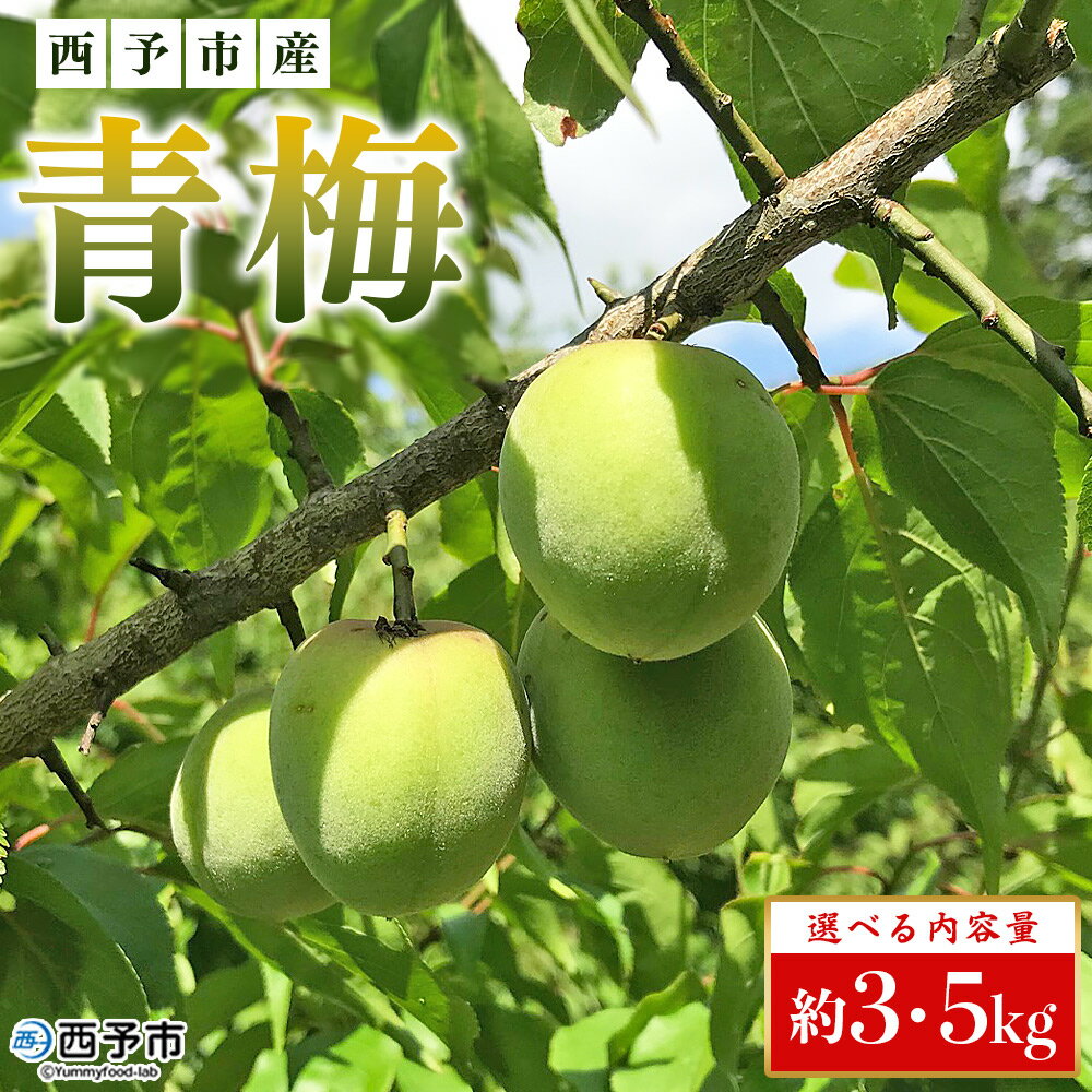 ・ふるさと納税よくある質問はこちら ・寄付申込みのキャンセル、返礼品の変更・返品はできません。あらかじめご了承ください。 名称 【内容量が選べる】愛媛県西予市産 青梅 詳細 愛媛県西予市産100％の「青梅」です。弊社は自社収穫・自社検品・自...