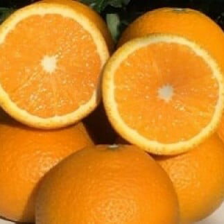 商品説明 商品名 山本農園のスイートスプリング 8.5kg 産地名 佐賀県太良町 内容量 8.5kg（L～3L） 発送期日 2026年1月下旬～3月下旬発送予定 商品説明 しっかりした粒と濃厚な甘さが、緑色の見た目とギャップがあり人気です。...