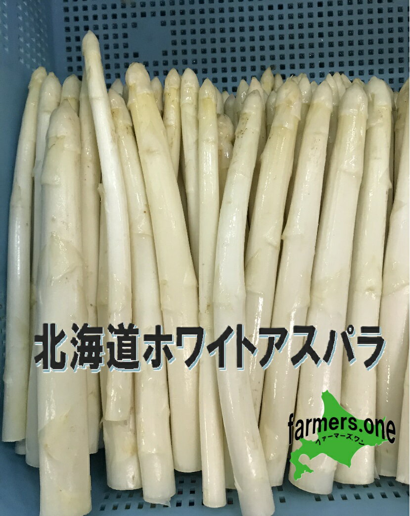 ・名称　ホワイトアスパラ ・北海道の旨みをぎゅ～っと詰めた自慢のホワイトアスパラ！たっぷり1kg 　期間限定　数量限定　送料無料　有機肥料たっぷり使用で旨みと香り豊か！　北海道羊蹄山麓130ヘクタール（東京ドーム27個分）の農園で育てた大地...