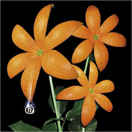 花ORANGE RANGEオレンジレンジ おれんじれんじ　発売日 : 2004年10月20日　種別 : CD　JAN : 4988009024141　商品番号 : SRCL-5837【商品紹介】映画『いま、会いにゆきます』主題歌を収録した、...