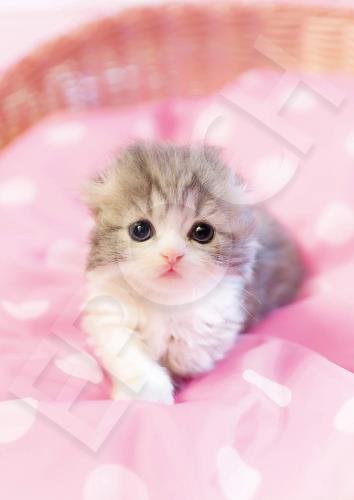 ピース数:108ピース 完成サイズ:18.2×25.7cm 対応パネルナンバー:1-ボ 猫種:スコティッシュ・フォールド つぶらなひとみがたまらない! ちいさくてかわいい猫ちゃんのジグソーパズルです! vabo/amanaimages (c...