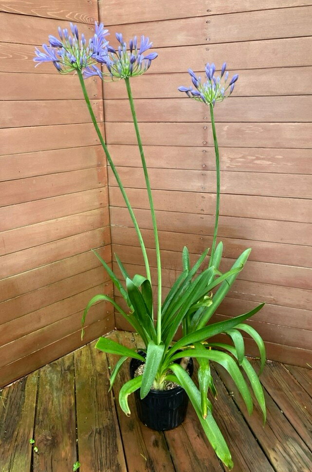 樹高:約60cm（鉢サイズ含まず） 約60cm 商品説明 すらりと伸びた花茎の先に、青紫色の小花を球状に咲かせる人気の宿根草です。 初夏から夏にかけて涼やかな花姿を楽しめ、お庭や花壇のアクセントとして存在感を発揮します。 暑さや乾燥に強く、...