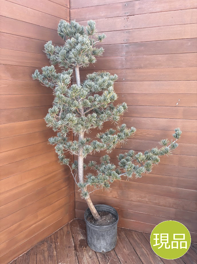 樹高（鉢サイズ含まず） 約150cm 商品説明 強く育てやすい常緑樹です。 ゴヨウマツは、庭に優雅な雰囲気をもたらす常緑樹です。この植木は、四季を通じて美しい緑を保ち、ガーデニングに最適です。耐寒性があり、手入れが比較的簡単なため、初心者か...