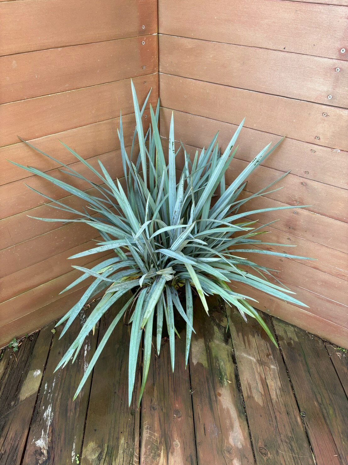 樹高:約50cm（鉢サイズ含まず） 約50cm 商品説明 風に揺れるしなやかな葉が魅力です 寒冷地以外では葉が落ちにくく、常緑のグラス系植物として重宝 初夏から夏に小さな星型の花を下向きに咲かせます。 植え付けとメンテナンス ●植え付け 適...