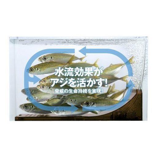 アオリイカ ヒラメ アジ セイゴ シーバス メバル サイズ:383x228x232mm 本体素材:特殊ブレンド耐衝撃性コーポリマー 中蓋素材:ポリプロピレン 蓋素材:ポリエチレン 水流ユニット素材:ABS 最大容量:12L エアストーン・ホ...
