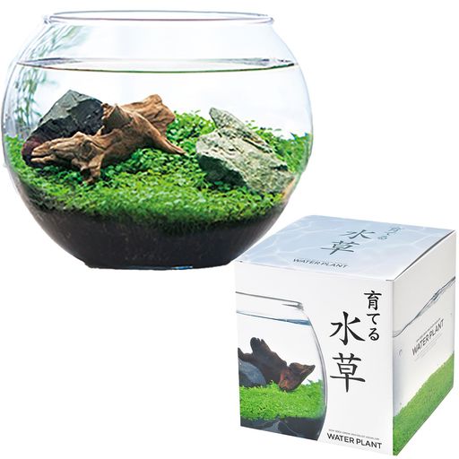 商品サイズ:約16x16x17cm セット内容:ガラス鉢,流木,石,土,種,説明書x各1 "水景"を作り上げるまでに必要なものがすべて揃った水草の栽培セット 栽培最適期間:3~9月 栽培の際は説明書をよくお読みください