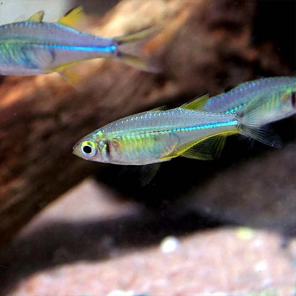 【 学名 】 　 Telmatherina ladigesi 【 最大 全長 】 約 8 cm 【 適正 水温 】 22 ～ 26 ℃ 【 水質 】 中性 ～ 弱 アルカリ 性 【 分布 】 スラウェシ 島 【 混 泳 】 温和 な 為 、...