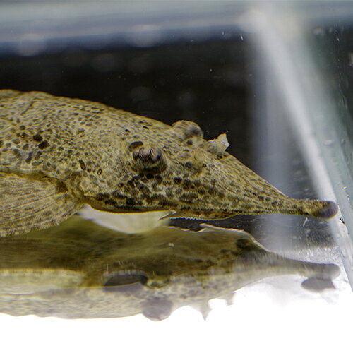【 学名 】 Rineloricaria microlepidogaster 【 最大 全長 】 約 17 cm 【 適正 水温 】 22 ～ 26 ℃ 【 水質 】 弱酸性 ～ 中性 【 分布 】 アマゾン 河 中流域 【 混 泳 】 温...