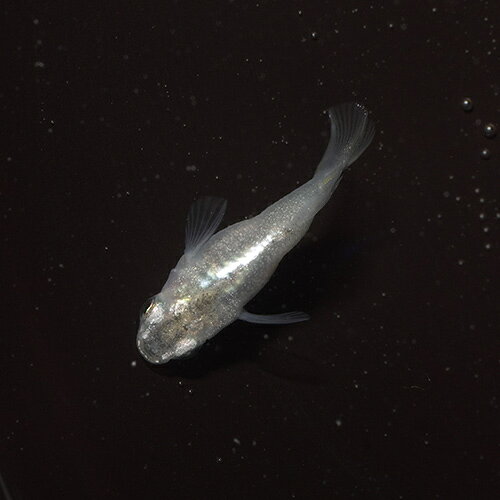 ※雄雌の指定はできませんので予めご了承ください。【学名】 Oryzias　latipes　var． 【最大全長】 約4cm 【適正水温】 5～26℃ 【水質】 中性～弱アルカリ性 【分布】 改良品種 【混泳】 サイズが合えば、同種、他種問わ...