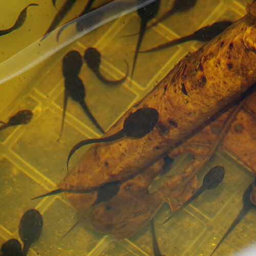 モリアオガエル 【学名】 Rhacophorus arboreus ※地域によっては天然記念物に指定されています。屋外へ放つことはしないでください。 ※発送時期によっては手足が生えているいる場合もございます。 日本原産の樹上性ガエルで体色は...