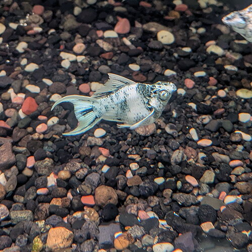 【学名】 Poecilia velifera var . 【最大全長】 約3.5cm 【適正水温】 20～26℃ 【水質】 中性～弱アルカリ性 【分布】 改良品種 【混泳】 温和な為、混泳可能です 【当店の与えている餌】 人工飼料 【推奨水...
