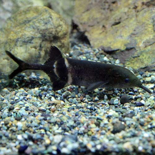 【 学名 】 Gnathonemus petersii 【 最大 全長 】 約 23 cm 【 適正 水温 】 22 ～ 26 ℃ 【 水質 】 中性 【 分布 】 アフリカ 中部 【 混 泳 】 同種 間 や 姿 が 似 て いる 魚 と...