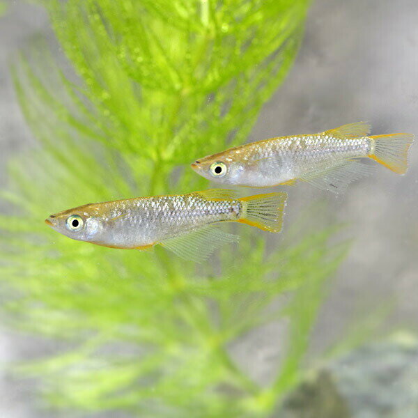 ※雄雌の指定はできませんので予めご了承ください。 【学名】 Oryzias　latipes　var． 【最大全長】 約4cm 【適正水温】 5～26℃ 【水質】 中性～弱アルカリ性 【分布】 改良品種 【混泳】 サイズが合えば、同種、他種問...