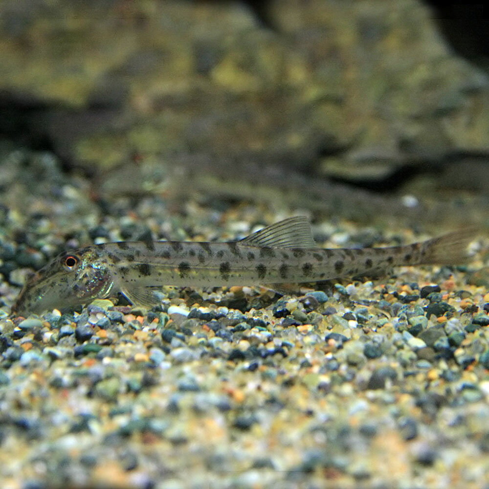 ホースフェイス　ローチ 【学名】 Acanthopsis choirorhynchus 【最大全長】 約20cm 【適正水温】 20～35℃ 【水質】 中性前後 【分布】 インドネシア、タイ、ミャンマー 【混泳】 温和な為、混泳可能です 【...