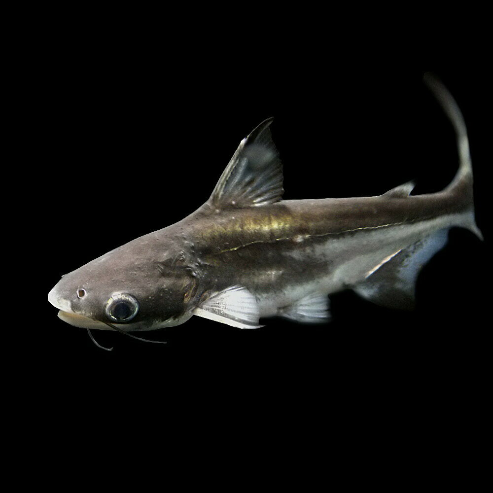 パールム 【 学名 】 Pangasius sanitwongsei 【 最大全長 】 約 300 cm（ 飼育下で150cm以上） 【 適正水温 】 24 ～ 28 ℃ 【 水質 】中性前後 【 分布 】 チャオプラヤ川、メコン川流域 【...