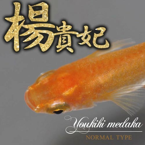【 学名 】 Oryzias 　 latipes 　 var ． 【 最大 全長 】 約 4 cm 【 適正 水温 】 5 ～ 26 ℃ 【 水質 】 中性 ～ 弱 アルカリ 性 【 分布 】 改良 品種 【 混 泳 】 サイズ が 合え ...
