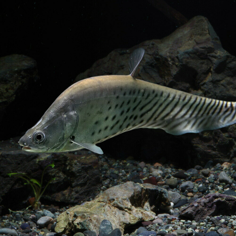 【 学名 】 Chitala blanci 【 最大 全長 】 約 100 cm （ 飼育 化 で 60 cm 以上 ） 【 適正 水温 】 22 ～ 26 ℃ 【 水質 】 中性 【 分布 】 メコン川 【 混 泳 】 荒い 性格 の 為...