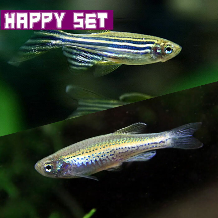 ロングフィンゼブラダニオ/ロングフィンレオパードダニオ 【特徴】 最もポピュラーなコイ科ダニオの仲間で、飼育も非常に容易です。よく泳ぎ回り見ていて楽しい魚です。　←その他のハッピーセットを探す！