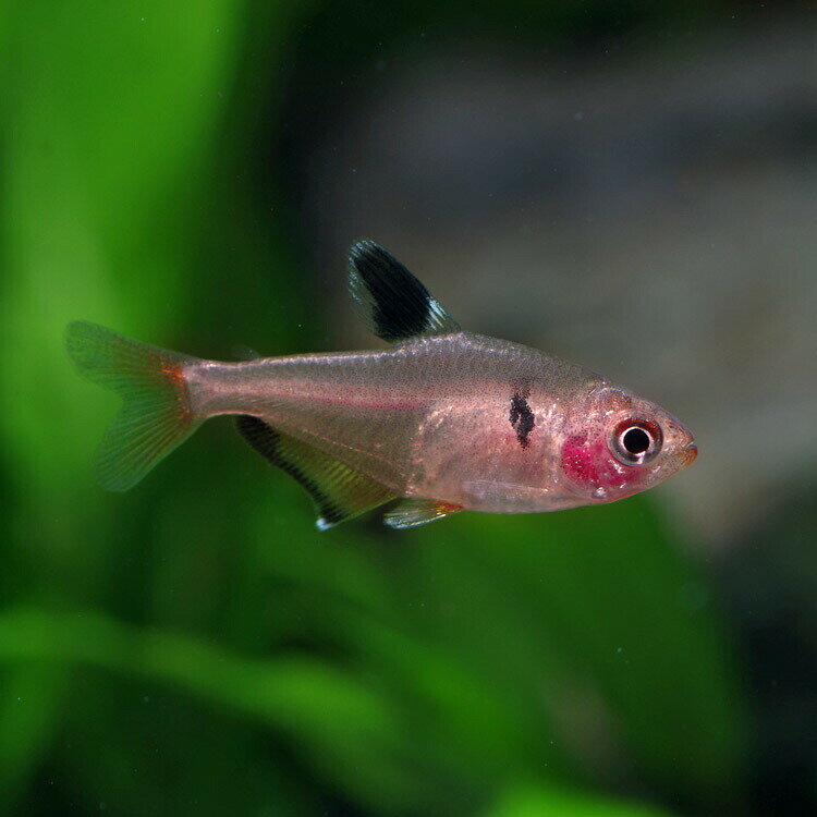 サーペテトラ 【 学名 】 Hyphessobrycon 　 callistus 【 最大全長 】 約5cm 【 適正水温 】 22～26℃ 【 水質 】 弱酸性～中性 【 分布 】 パラグアイ、アマゾン河南部域 【 混泳 】 やや気が荒く...
