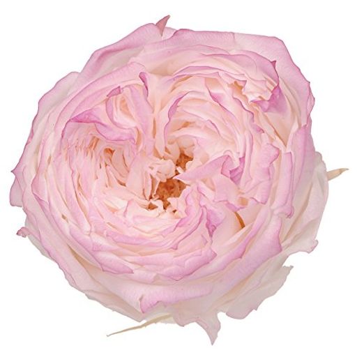 自然の生花や植物を原料としている為、サイズ、色、形に個体差があります。 サイズ:花径約4~5cm・花丈約2.5~4cm 材質:生花 原産国:日本