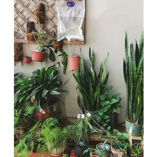 🍀【3つの鉢植え用の自動じょう水器!】この植物自動水やりは3つの出水口を備え、同時に3つの鉢植えに水を与えできます。これにより、複数の鉢植えにそれぞれのじょう水器を購入する必要なく、スペースを節約でき、じょう水作業をシンプル...