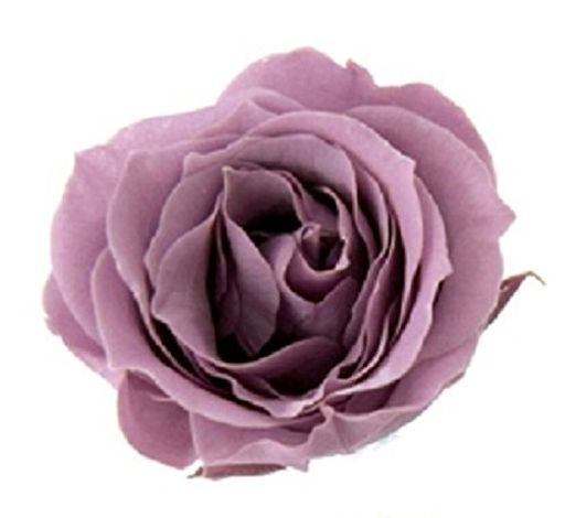 サイズ:20mm〜30mm 本体重量:約1g/個 カラー:ラベンダー 内容量:18輪 生産国:コロンビア