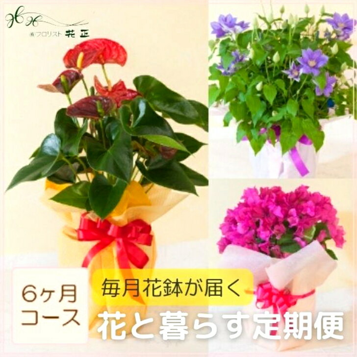 商品情報使用花材お花はスタッフのおまかせ（写真はイメージとしてご覧ください。）サイズ5号〜6号鉢注意点モニターの発色具合により、実物と色が異なる場合がございます。ラッピング無料で、ラッピングいたします。当店の商品は一部商品を除いて、全てがギ...