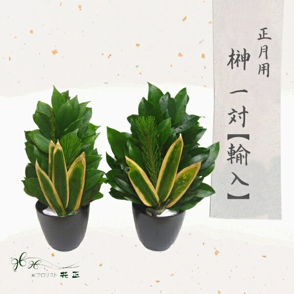 商品情報サイズ高さ 約25センチ×幅 約12センチ(足元：約8センチ)注意点花瓶はついておりません。榊 『正月用榊（輸入）1対』 お正月 2つセット 松竹梅 配送日指定 送料無料 お正月用に「松・竹・梅」（松・笹・図合）が入ったおめでたい榊...