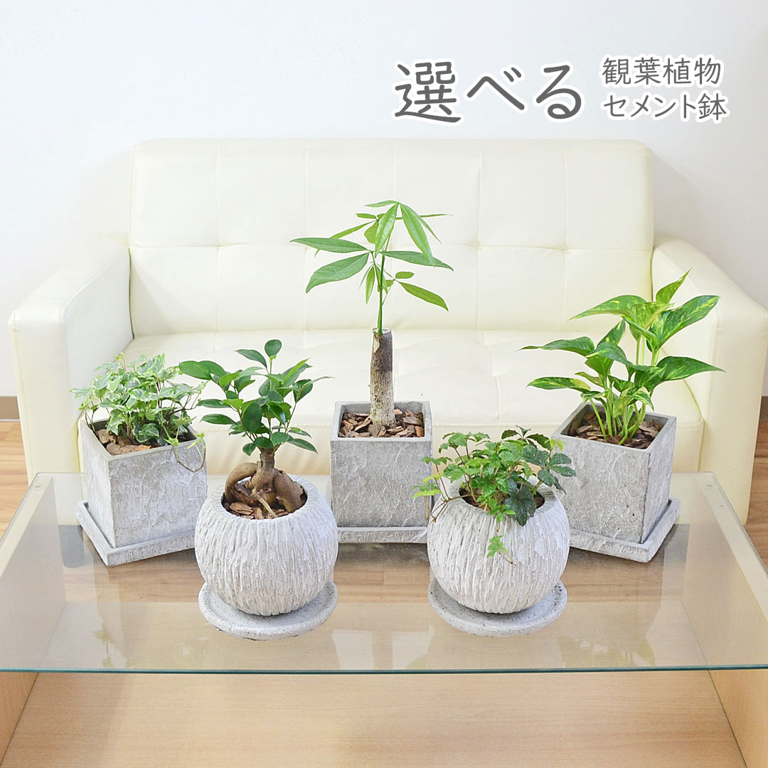楽天市場】パテ(サイズ(植木鉢)~ 3号)(観葉植物|花・観葉 楽天市場】パテ(サイズ(植木鉢)~ 3号)(観葉植物|花・観葉
