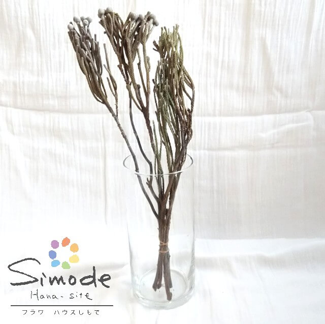 ※こちらの商品は、1.素材に厚みがあること　2.素材の性質上破損しやすいことをふまえ、宅急便でのお届けとなります。メール便での配送はお取扱いしておりませんのでご了承ください。 商品詳細 使用花材 シルバーブルニア　2〜3本 重量 約50セン...