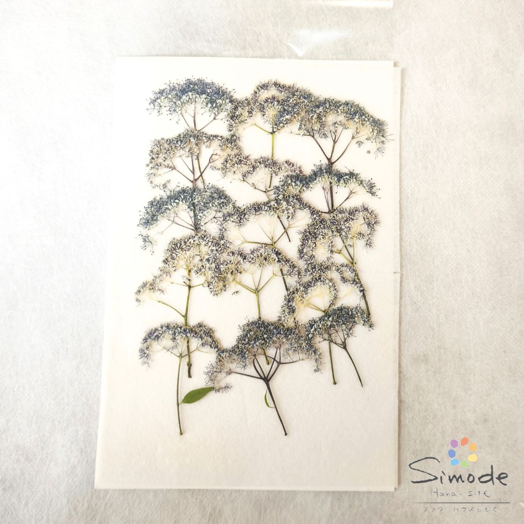 商品詳細 使用花材 コアジサイ 素材サイズ 掲載画像を参照してください。 商品について 乾燥材入りの真空パックの状態でお届け致します。 ご注意点 ・商品は自然素材です。色・形など掲載画像と異なることがございます。 ・その季節・時期に獲れた自...