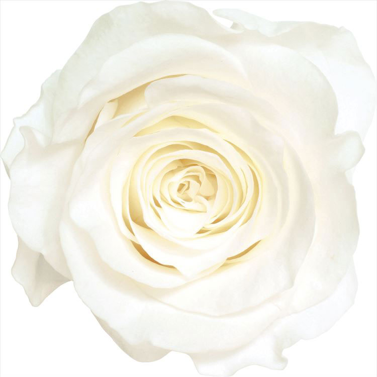 【商品仕様】 花径:約4-5cm 花丈:約3.5-4cm(9輪) ※天然素材のため商品によって色・サイズ等が多少異なる場合がございます。 ※ブリザーブド商品は染料が漏れることがございます。 ※湿気や直射日光は避けてください。 【注意】 沖縄...
