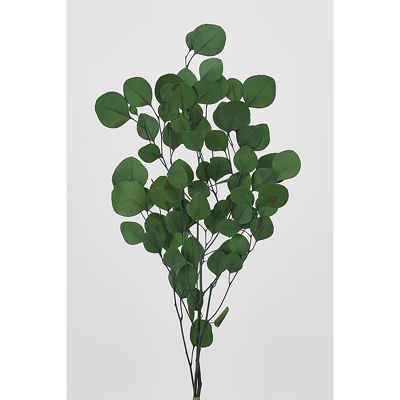 商品名 大地農園/ポプルス（国産） 入数 1束(約60g) サイズ 約50〜60cmL 必ずご確認ください ※季節によりサイズ・花型にばらつきが出ることがあります。 注意 ※ご使用のPC環境により、実物の色目と差異がある場合もあります。※生...