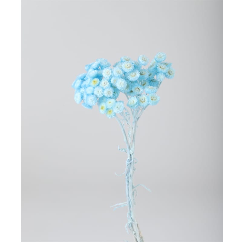 商品名 東北花材/ソフトイモーテル 入数 約10g サイズ 約L40cm 必ずご確認ください ※ナチュラル素材からの加工の為、色にばらつきがあります。 注意 ※ご使用のPC環境により、実物の色目と差異がある場合もあります。※生花由来の商品の...
