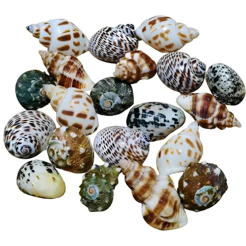Life2キク 天然ヤドカリの殻 貝殻 水槽 宿替え用 水族館 貝殻セット 鉢植え シェル ヤドカリの供給 装飾 ビーチ小物 天然素材 (約20個)【天然ヤドカリの殻】これらの雅観的天然ヤドカリの殻であなたの家を飾り、ビーチスタイルの小物と...