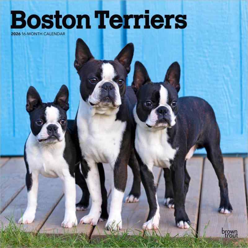 ボストン・テリア 2026年 カレンダー / ブラウントラウト 輸入版 壁掛け 30.5 x 61 cm (Boston Terriers Calendar)アメリカのボストンに名前の由来をもつボストン・テリアの写真が12枚、1年間楽しめる...