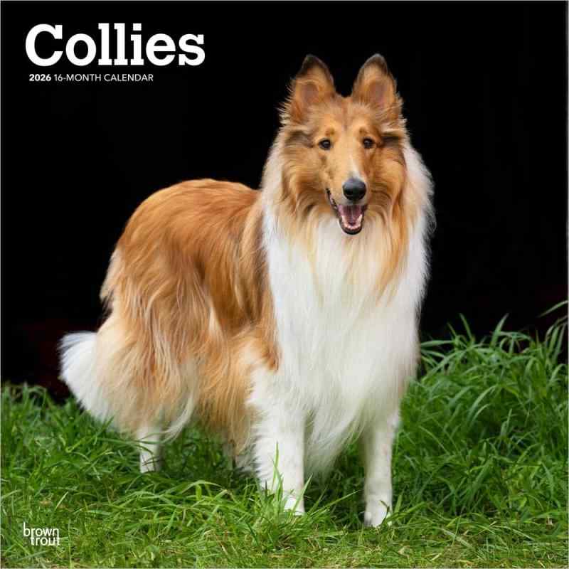 コリー 2026年 カレンダー / ブラウントラウト 輸入版 壁掛け 30.5 x 61 cm (Collies Calendar)スコットランド原産の犬種であるラフ・コリーの写真が12枚、1年間楽しめるカレンダー2025年9月から壁に貼っ...