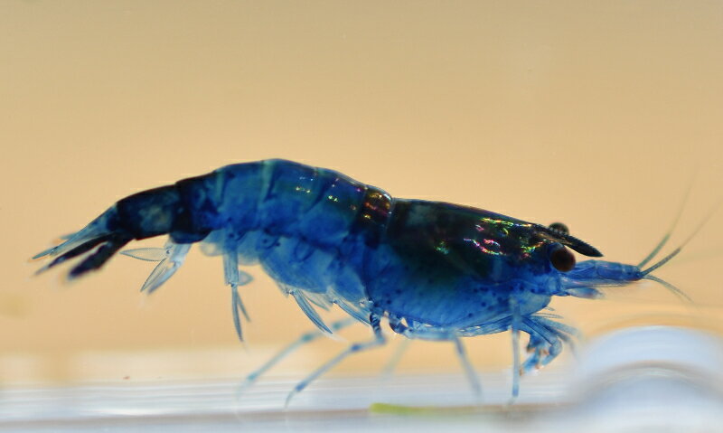 今回入荷分は一時的な環境の影響か全体的にやや薄めの体色で水色のような個体が多くなります。 ミナミヌマエビ近縁種で台湾チェリーシュリンプの改良品種と言われています。 濃い青の個体から色ムラのある薄めの個体、黒が強くでた個体等までいます。 飼育...