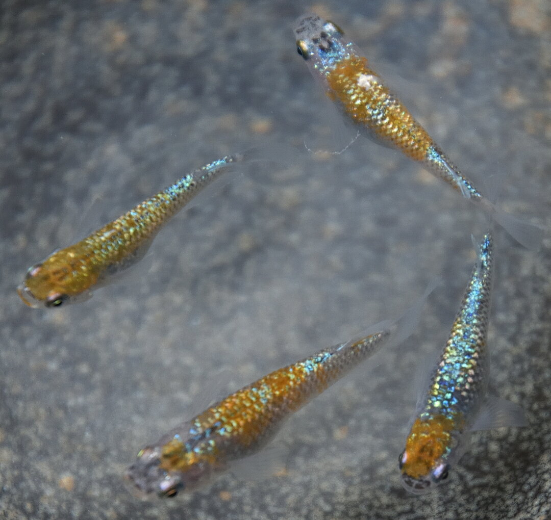 ■ユリシスメダカ 強い青ラメに黄色（柿色）が乗るタイプの普通体型のメダカになります。 ベースの体色は青、青白の個体がいます。 ※基本的にラメの量や体色での選別はしません。 今回は販売しますのは2025年生まれのLサイズ個体となります。 〇グ...