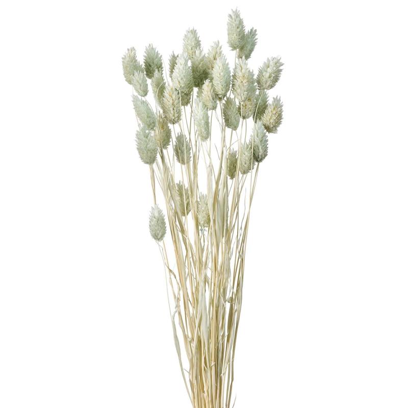 東京堂(Tokyodo) ドライフラワー ナチュラル素材 フラワー(ドライ) カラー ポアプランツ アイスグレー 15g入 FD004571-151約L40.0cmオリジナルカラー